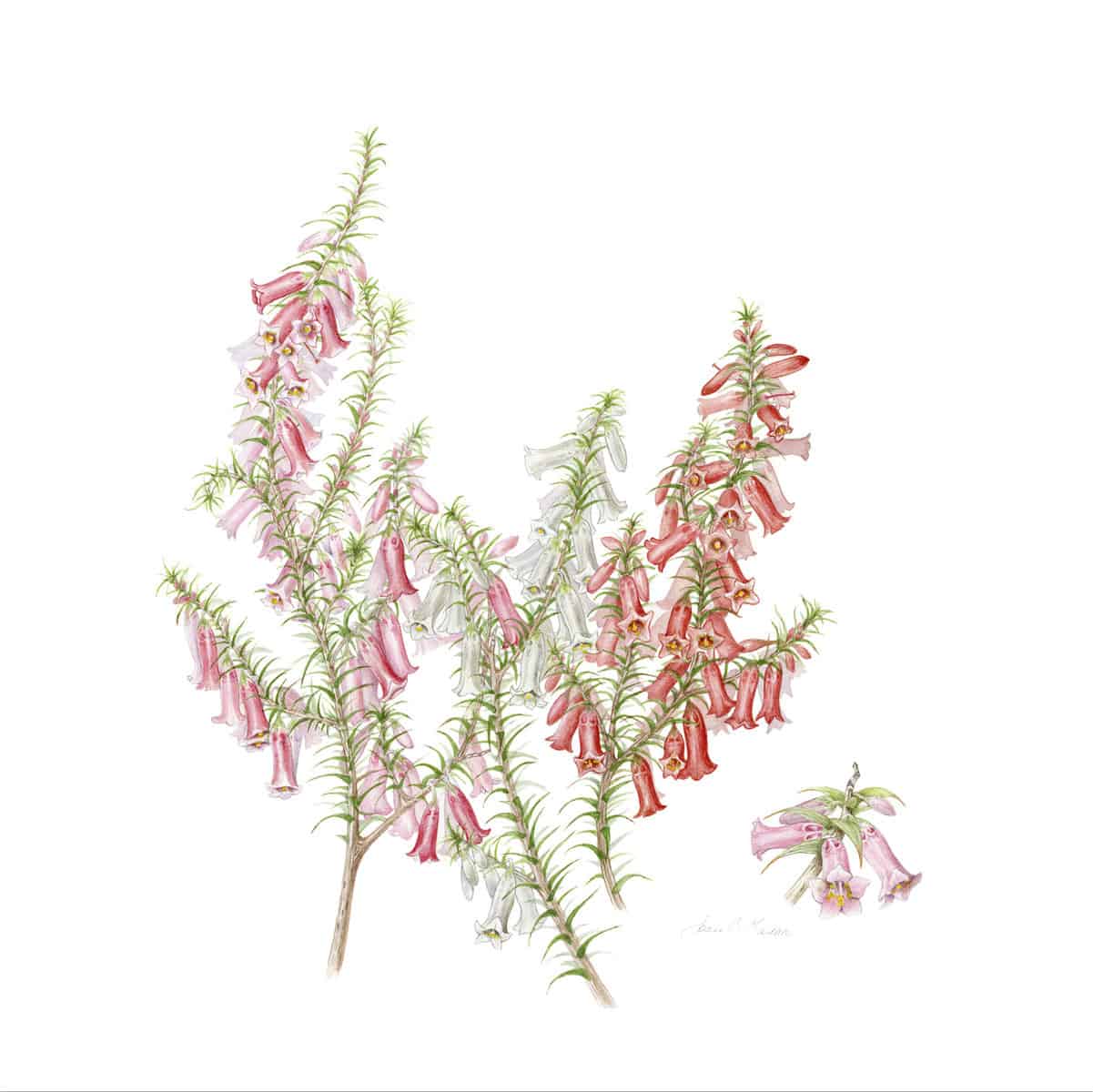 THE FLORAL EMBLEM OF VICTORIA - Friends of the Royal Botanic Gardens